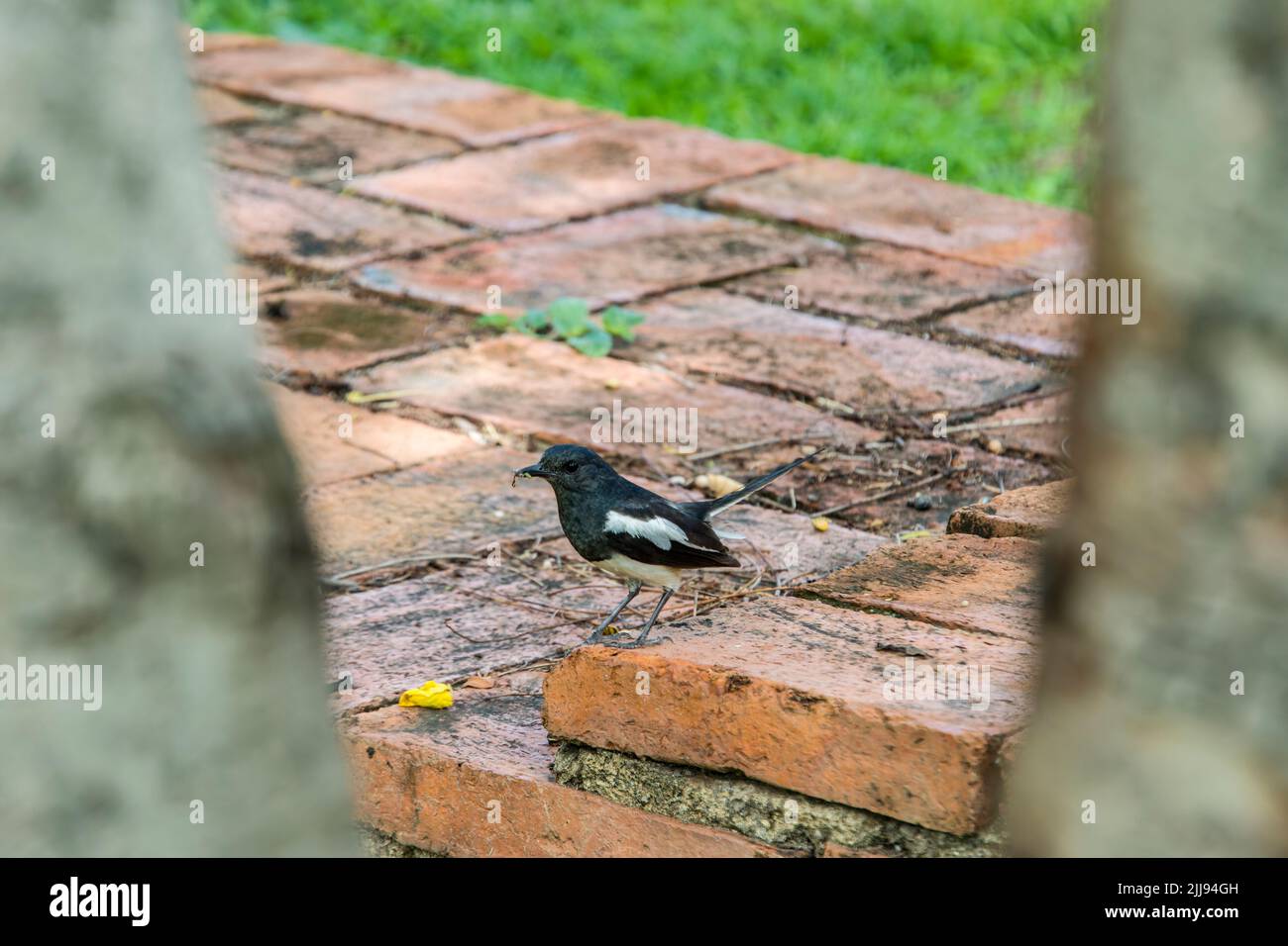 National bird of bangladesh hi-res stock photography and images - Alamy
