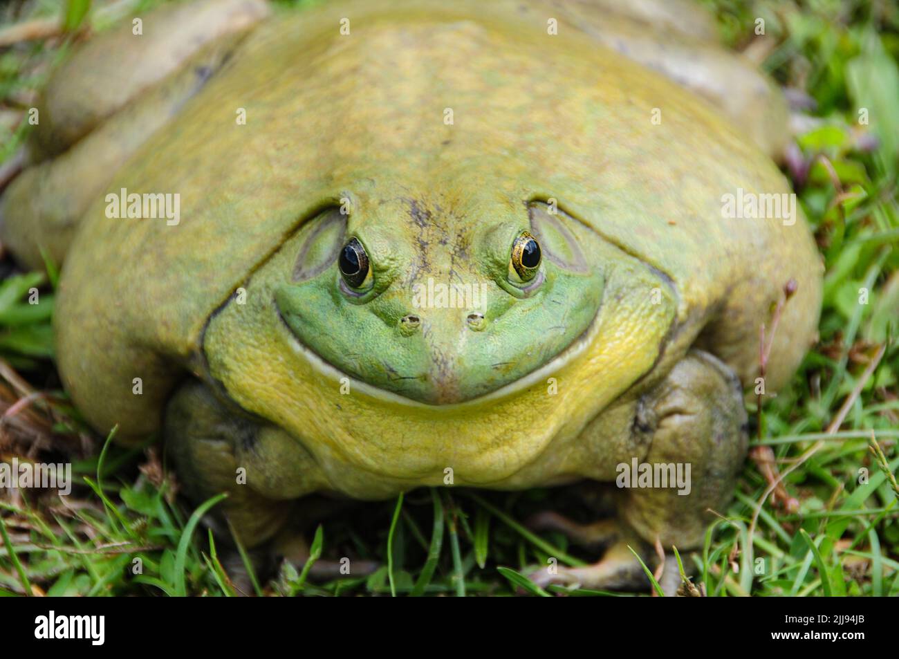 South africa frogs hi-res stock photography and images - Alamy