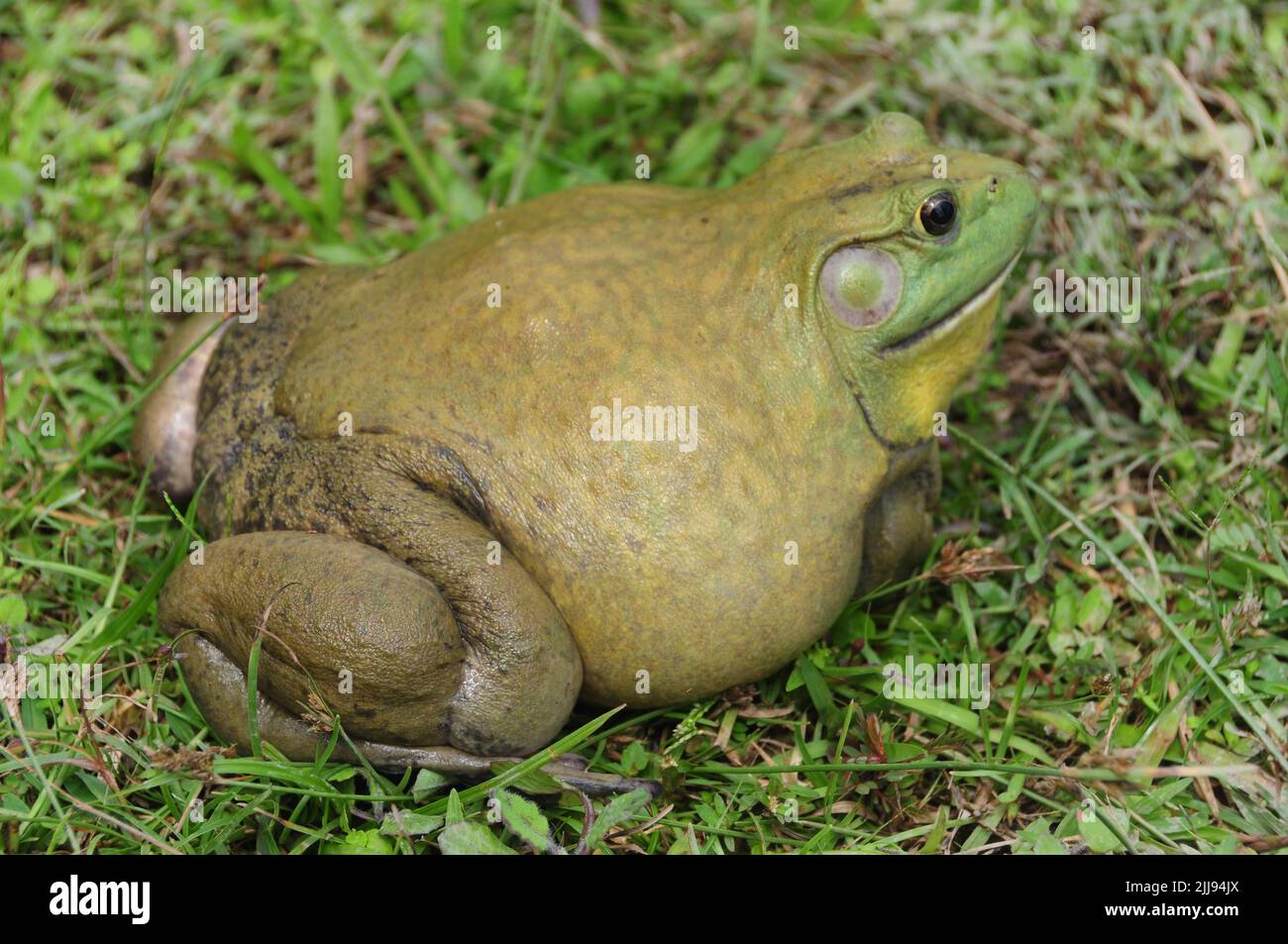 Giant African Bullfrog on grass. Animal concept Stock Photo - Alamy