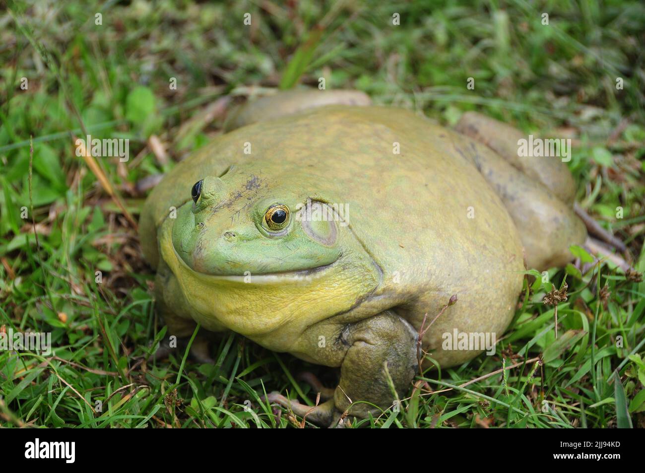 Giant African Bullfrog on grass. Animal concept Stock Photo - Alamy