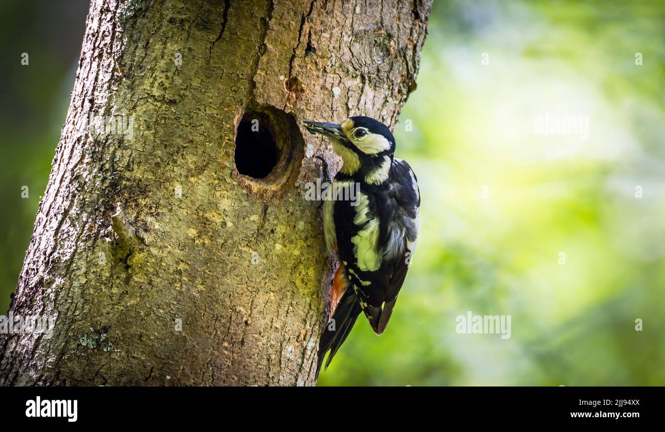 Baby woodpecker hi-res stock photography and images - Alamy