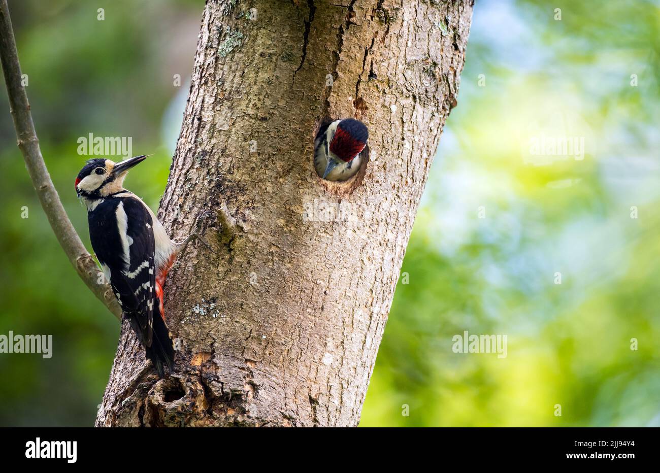 Baby woodpecker hi-res stock photography and images - Alamy