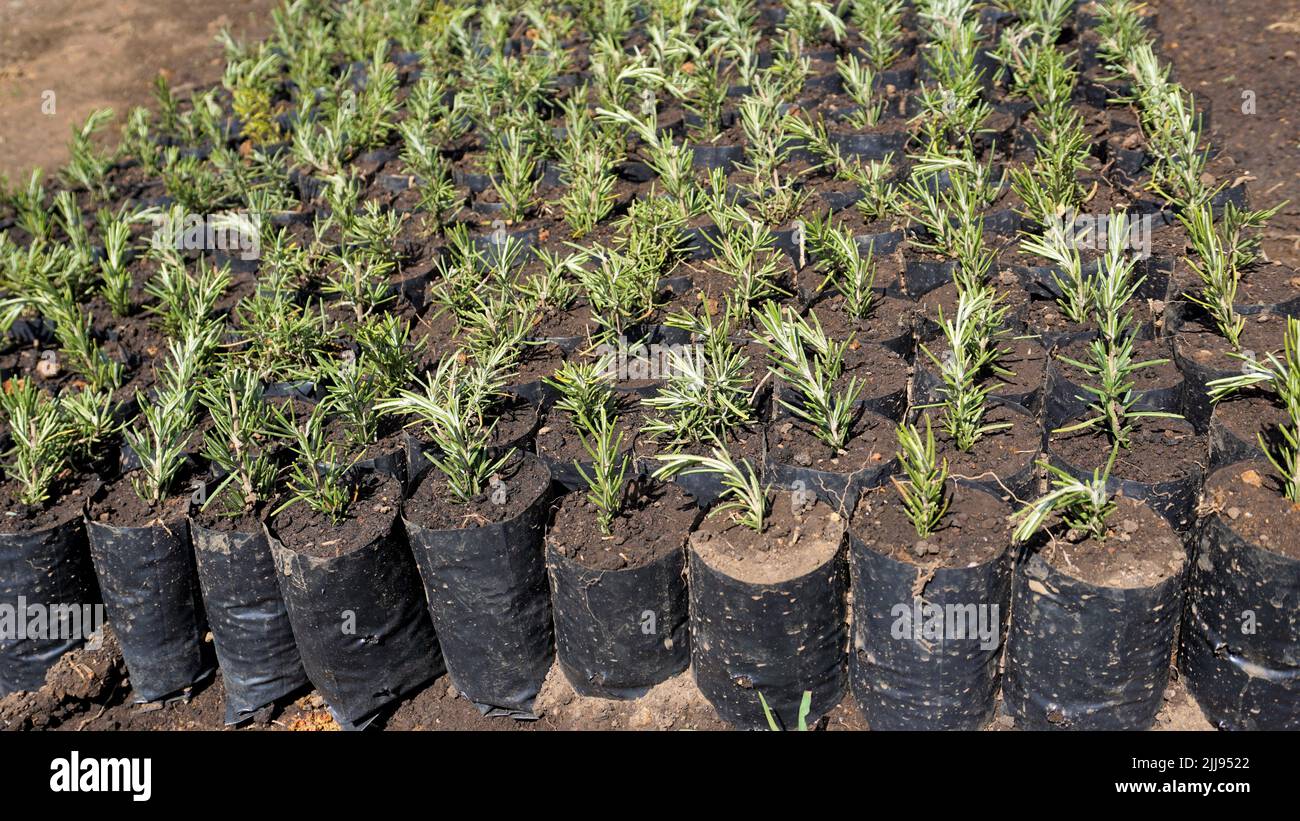 Plant saplings of Rosmarinus officinalis also known as Rosemary ...