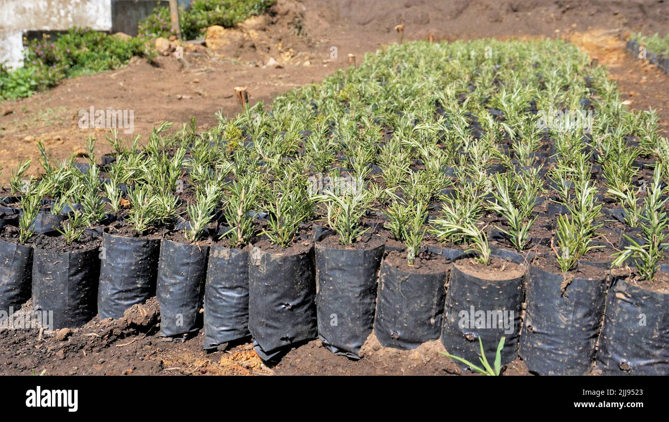 Plant saplings of Rosmarinus officinalis also known as Rosemary ...