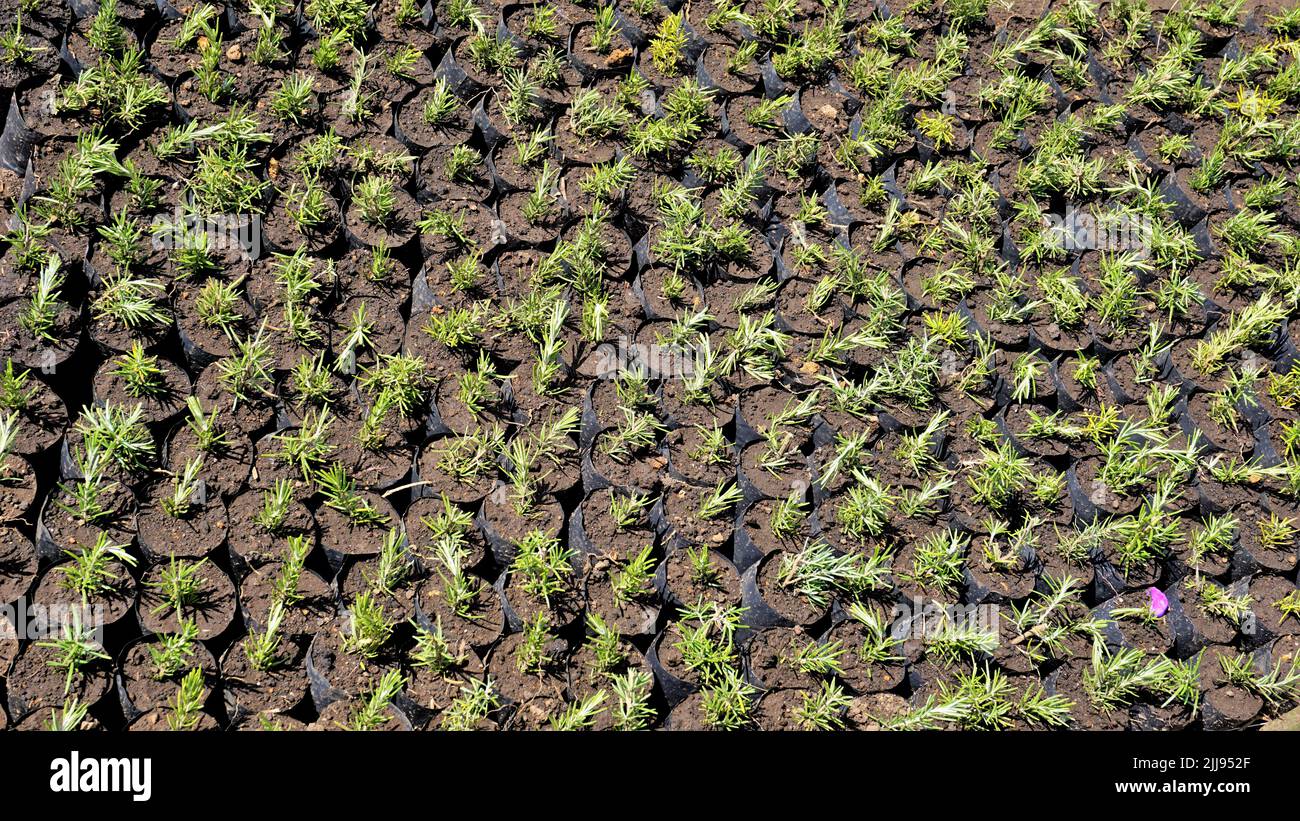 Plant saplings of Rosmarinus officinalis also known as Rosemary ...