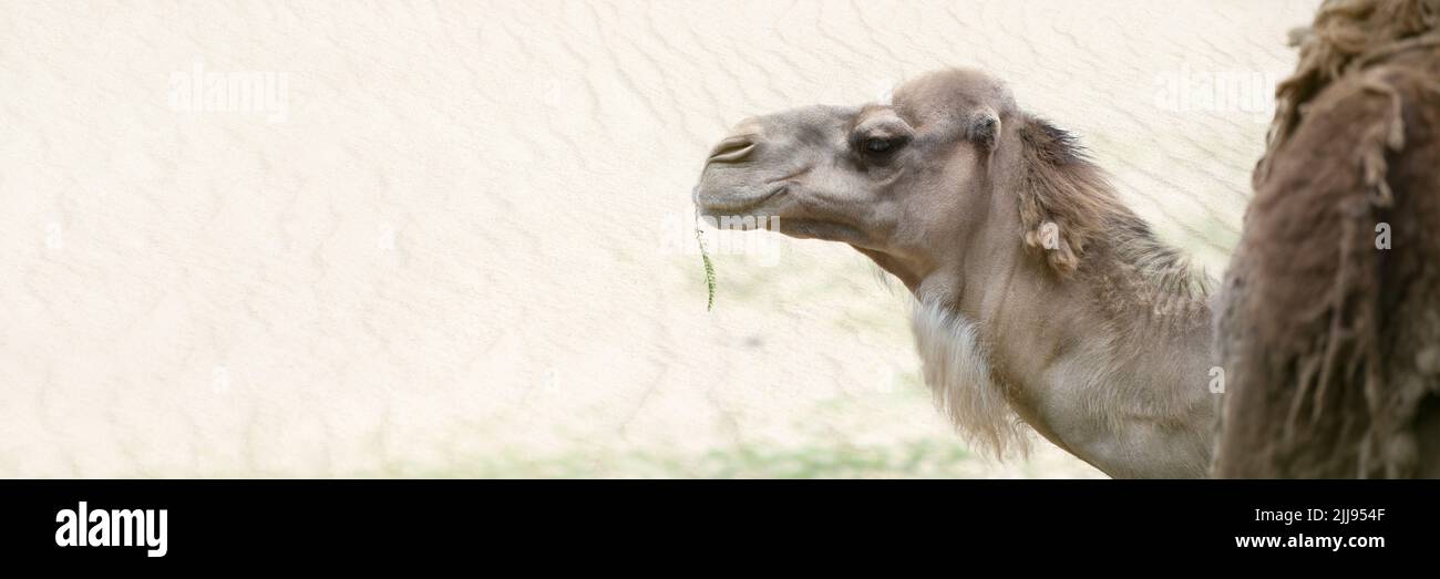 Camel in the desert, close-up. Camel's head close-up on the background of sand in the desert ...