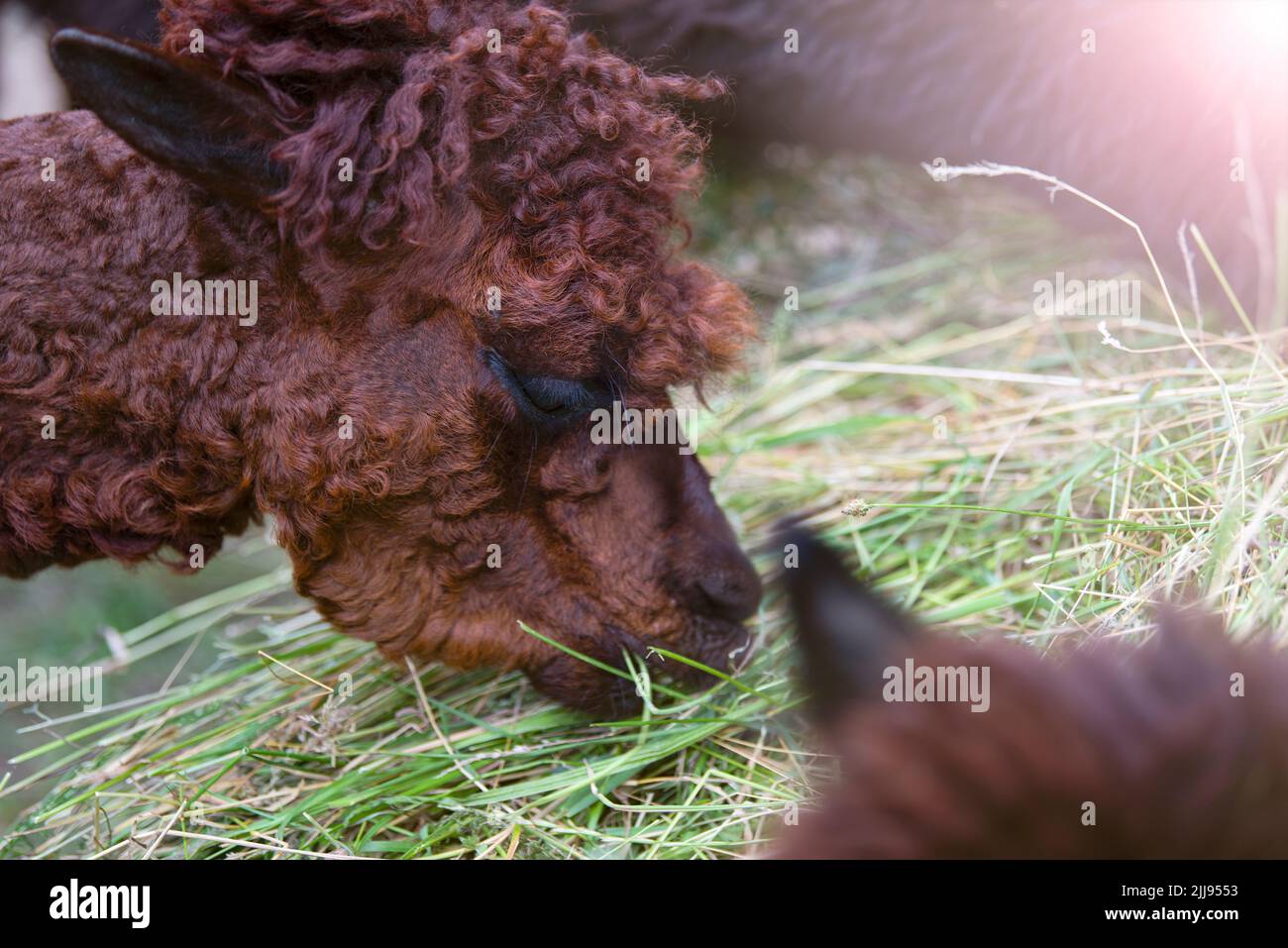 Alpaca eats grass. Close-up of a brown alpaca head Stock Photo - Alamy