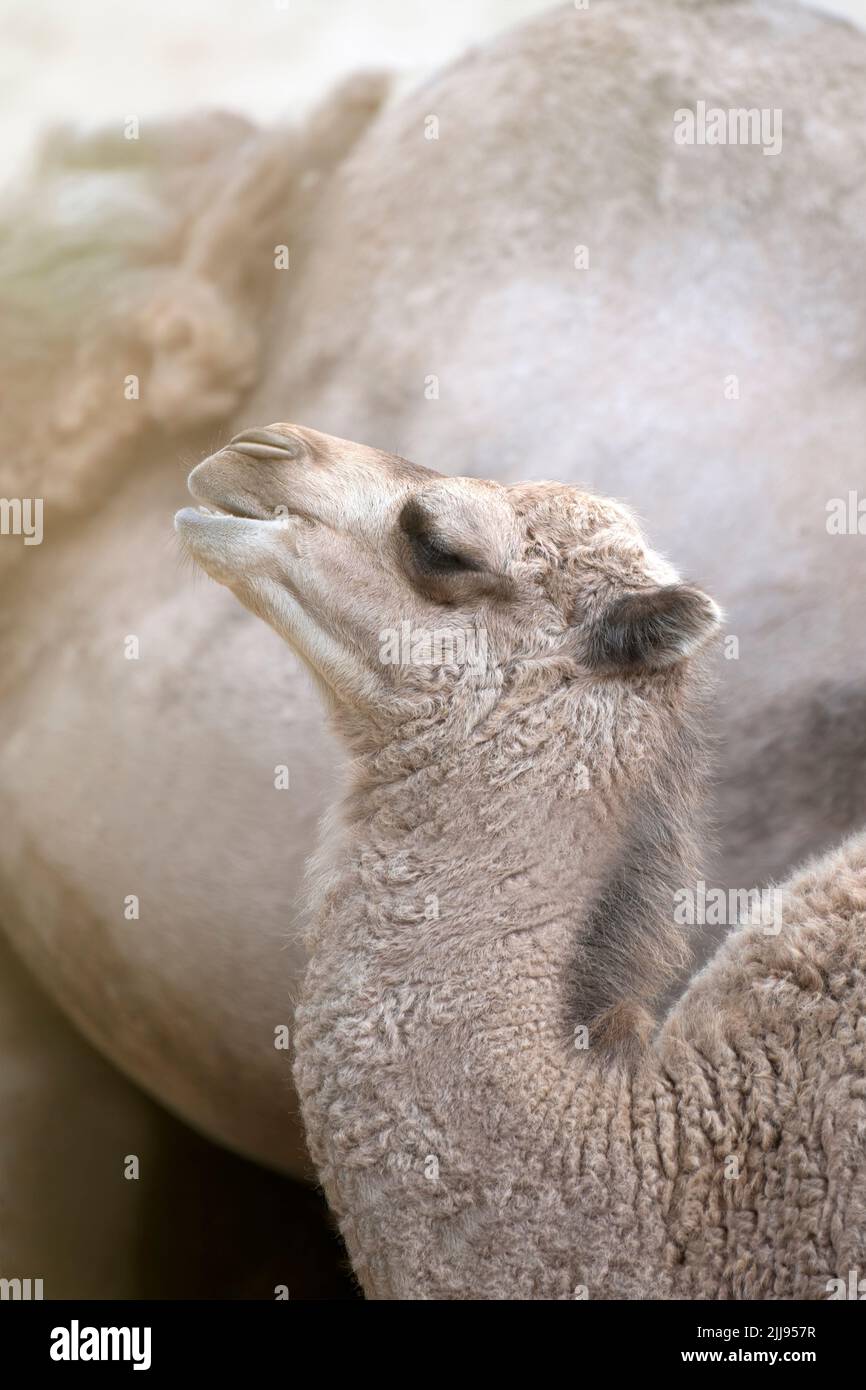 A small camel lie on the hot sand in the desert. Side view, close up ...