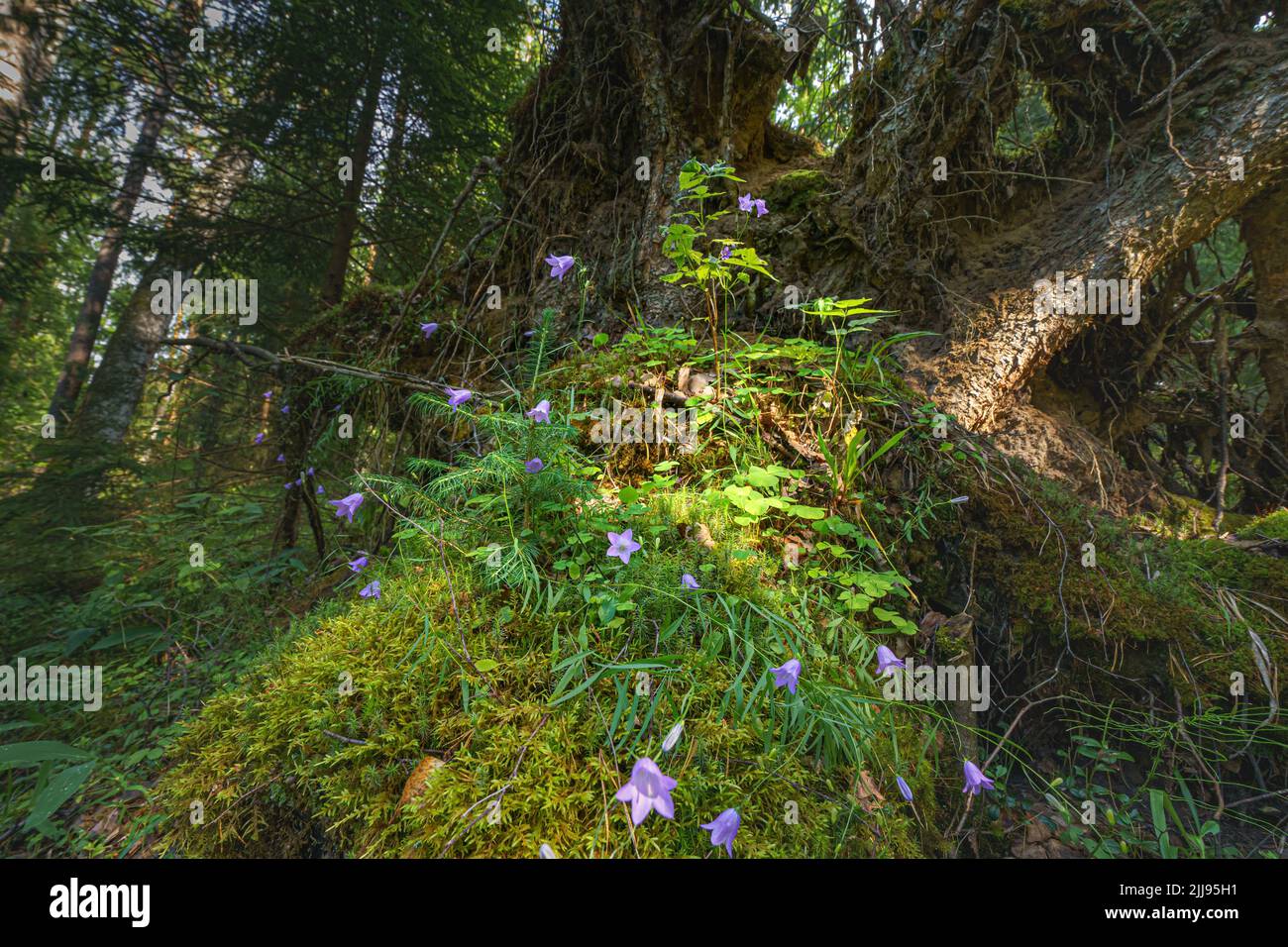 forest landscape with bluebells, North European forest Stock Photo - Alamy
