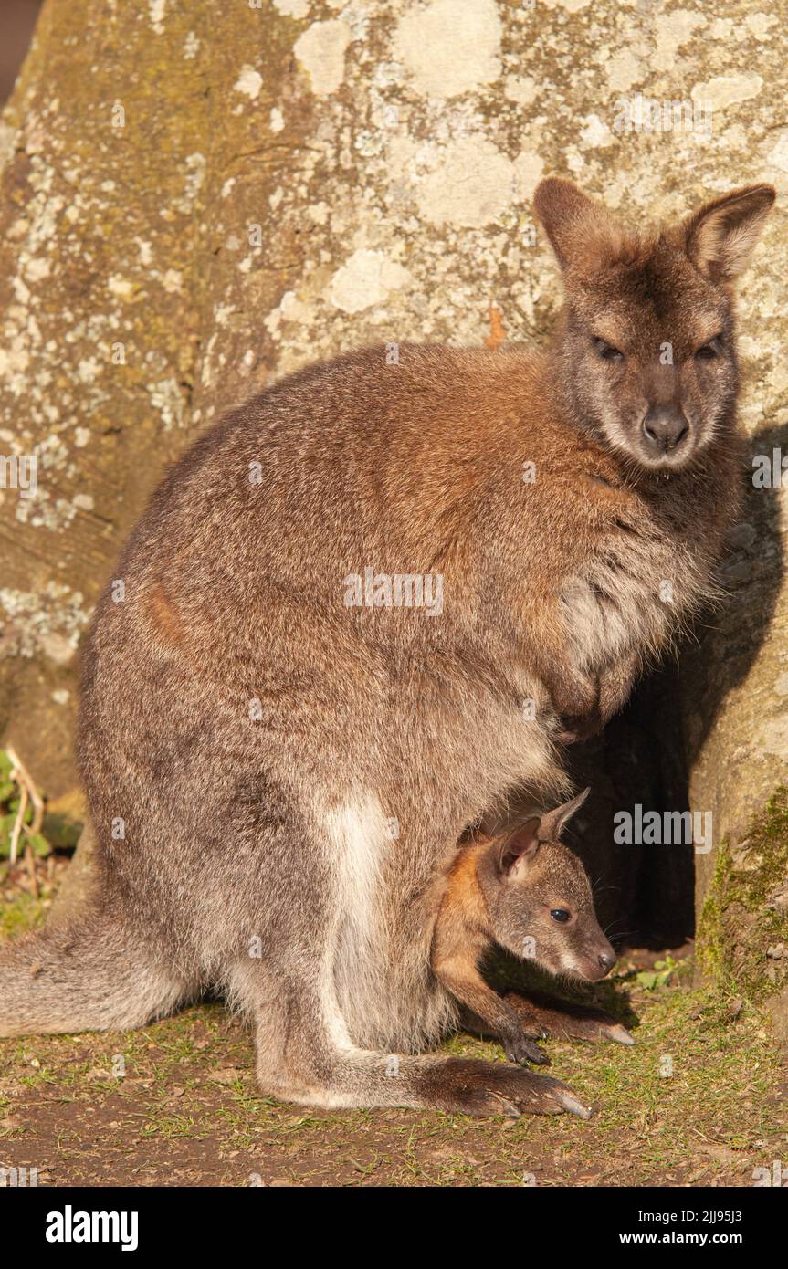 Red-necked wallaby and joey in pouch in zoo enclosure Stock Photo - Alamy