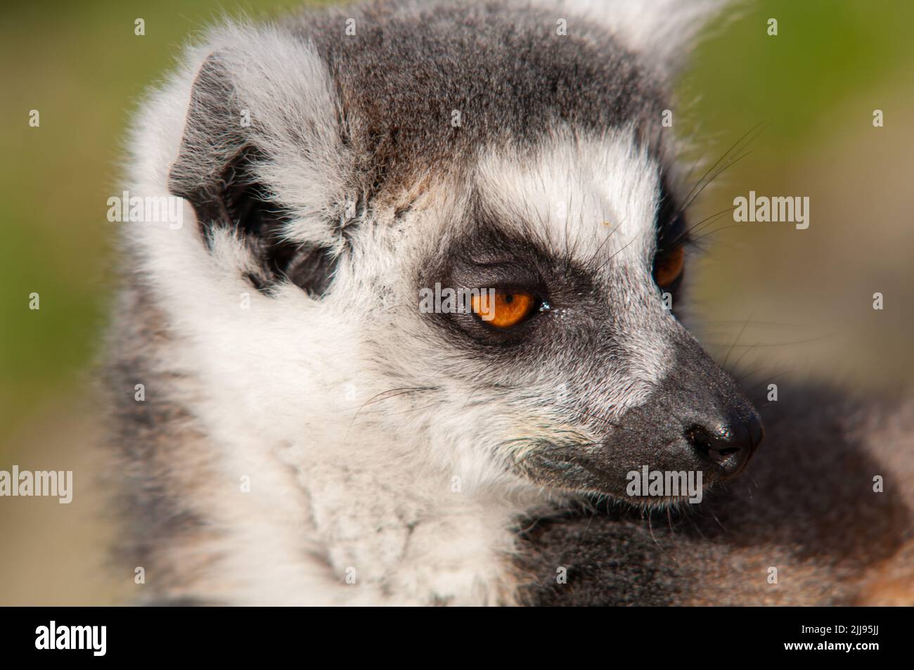 Close up of face of Ring tailed lemur in captivity, Wales, UK Stock ...