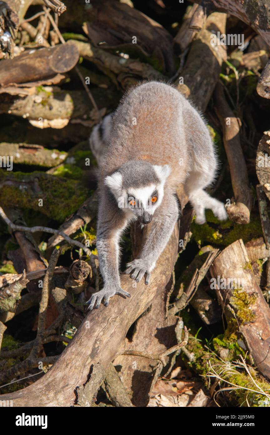 Ring tailed lemur climbing in tree in captivity, Wales, UK Stock Photo ...