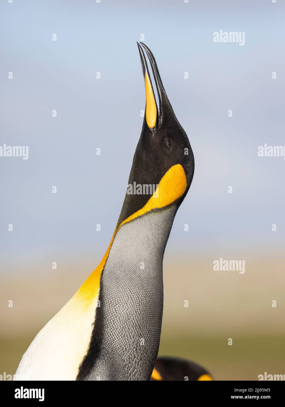The king penguin (Aptenodytes patagonicus) is the 2nd largest species ...