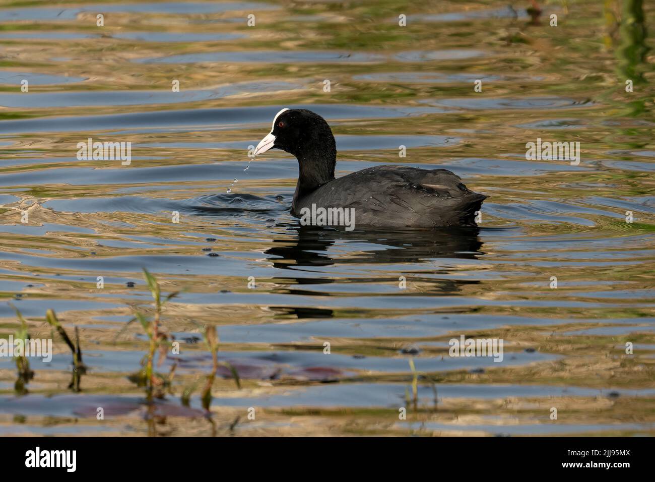 A eurasian coot swimming in natural pond on a sunny day, water drops on ...