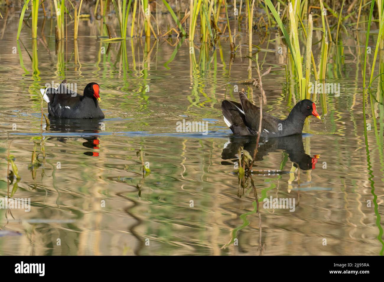 A couple of common moorhens swimming among reeds, reflected in pond water Stock Photo - Alamy