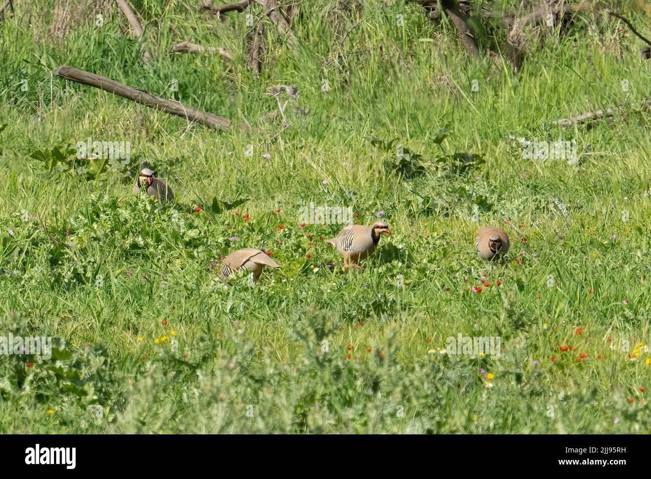 A group of chukar partridges foraging in a flowering meadow at ...