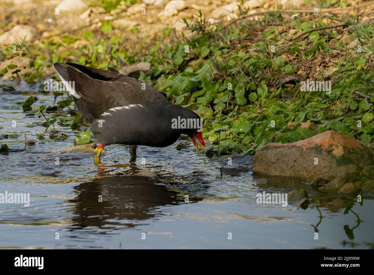 A common moorhen foraging in a stream in Jerusalem, Israel, in the ...