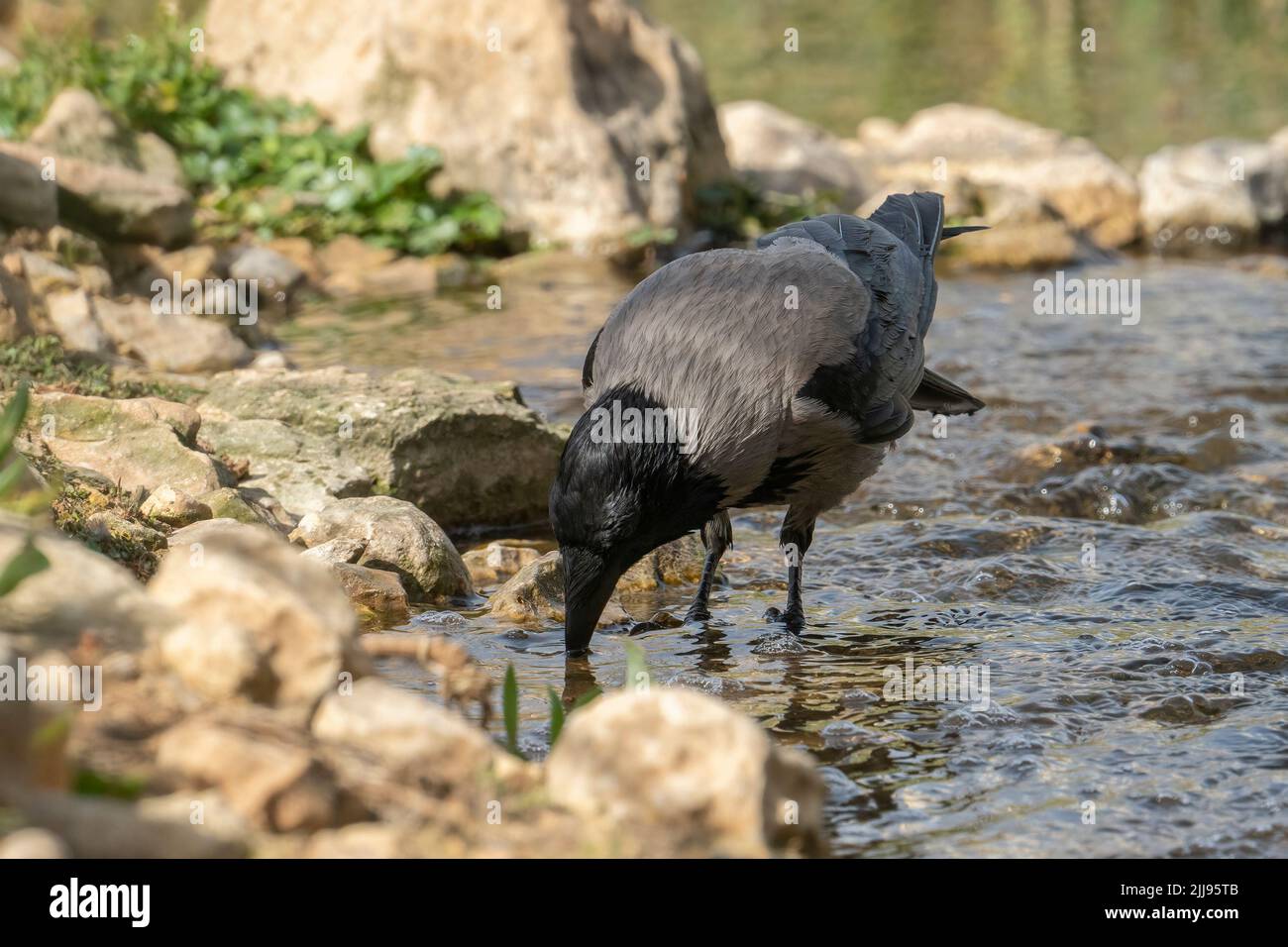 A gray crow standing in a running stream, drinking from its water Stock ...