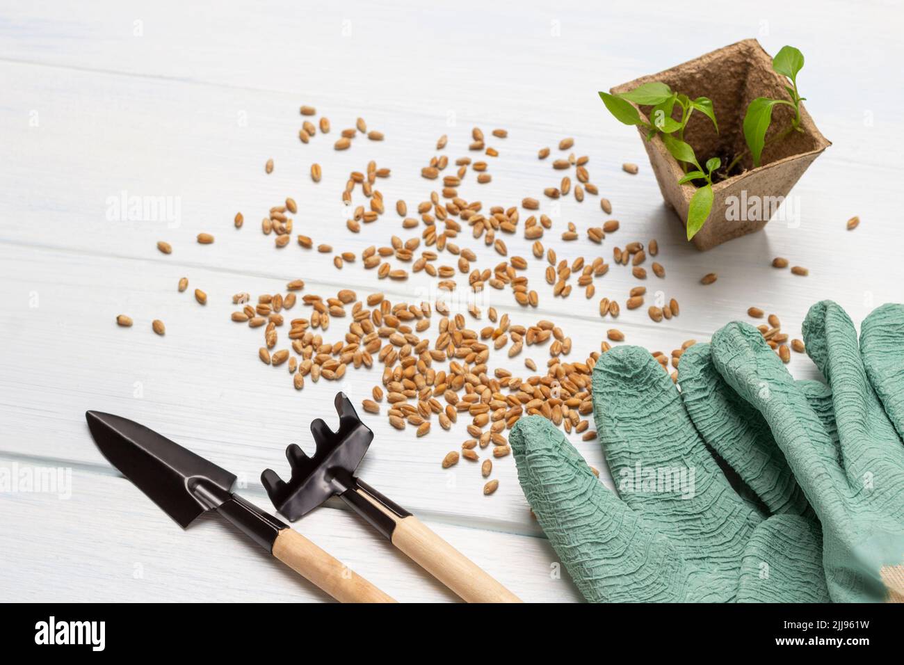 Garden tools and gloves, green seedlings in a peat pot, seeds. Flat lay ...