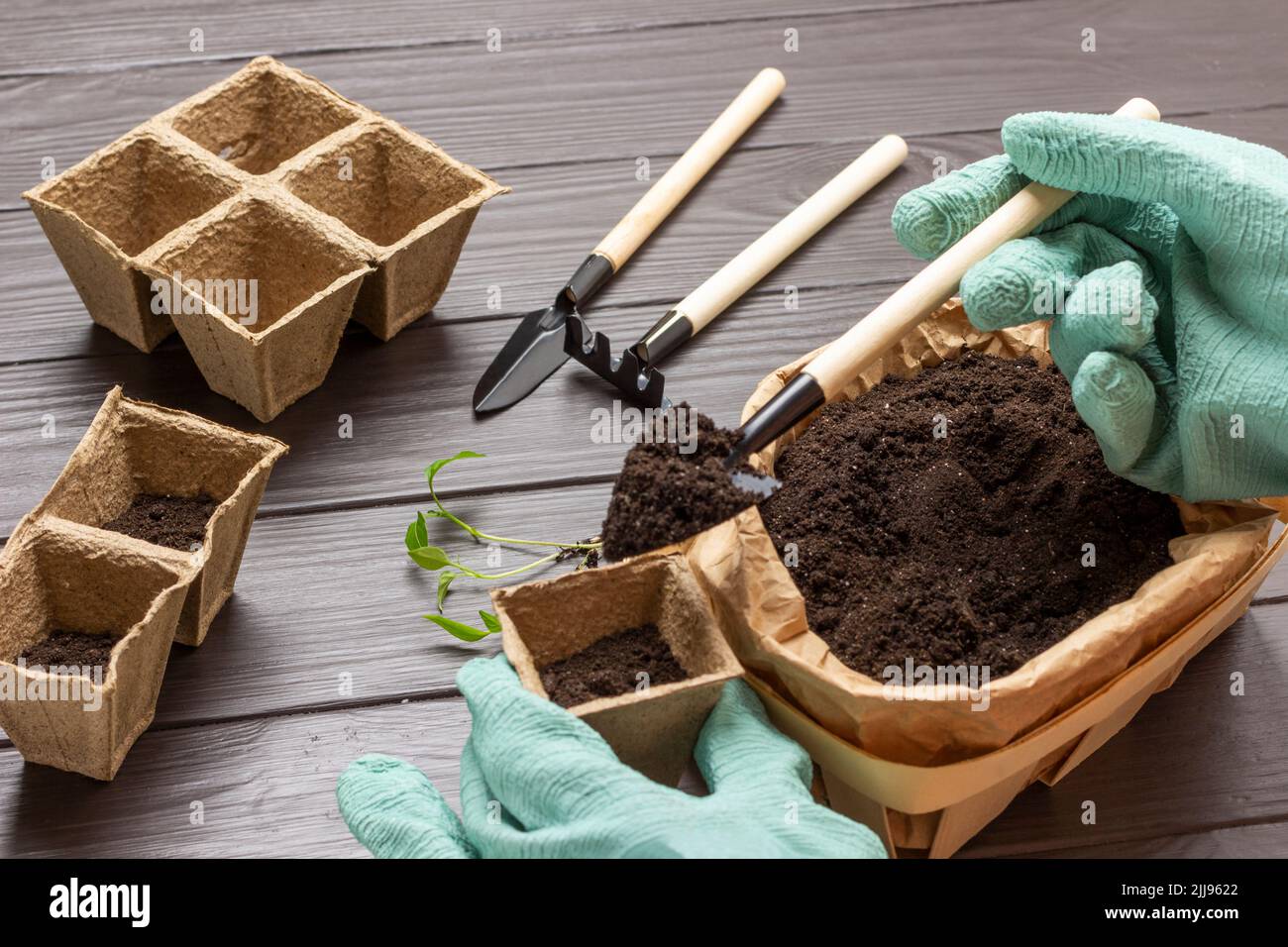 Gloved hands hold shovel with soil and peat pot with soil. Soil in ...