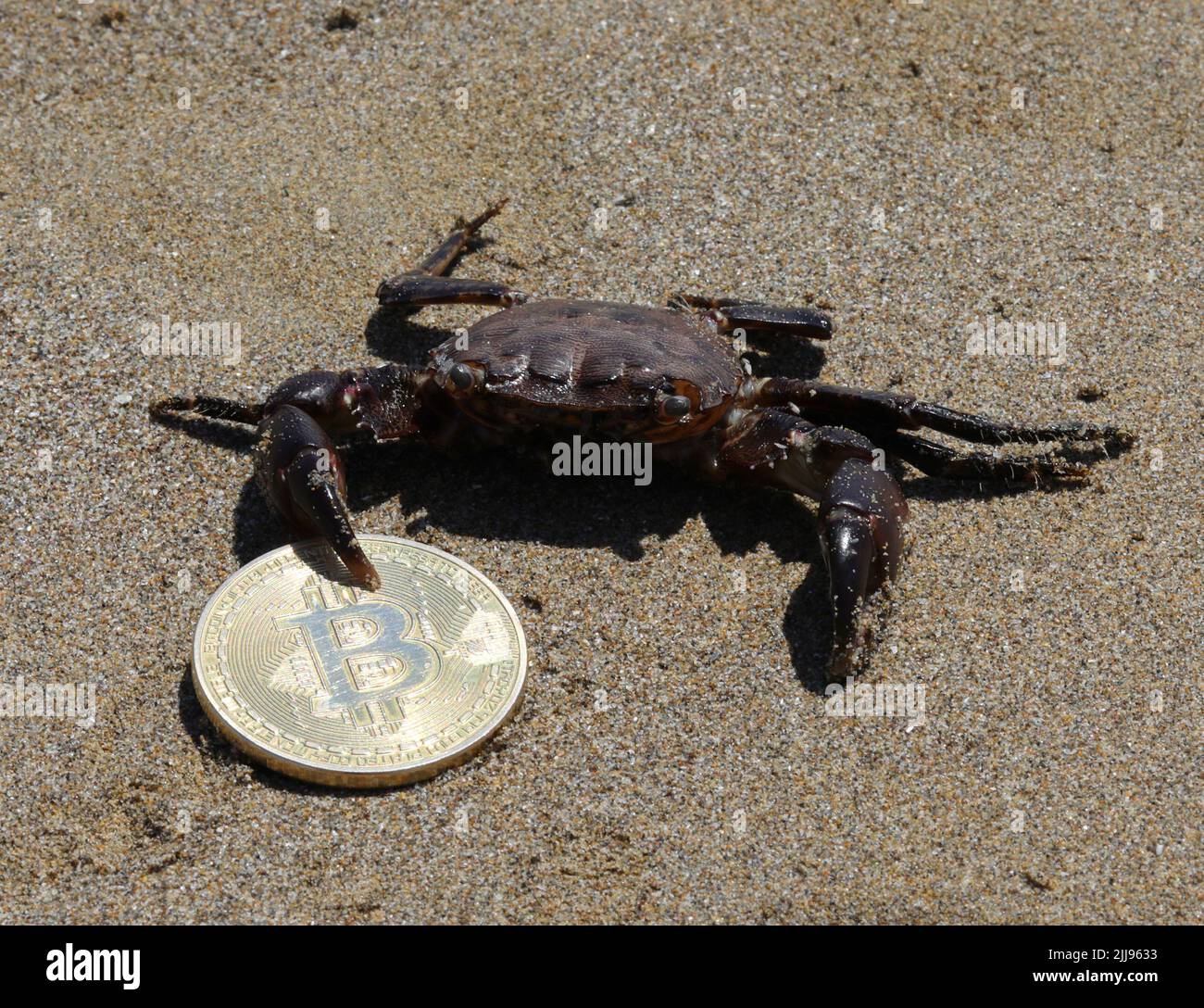 claw of the crab holding tightly the coin with a big b symbolizing ...