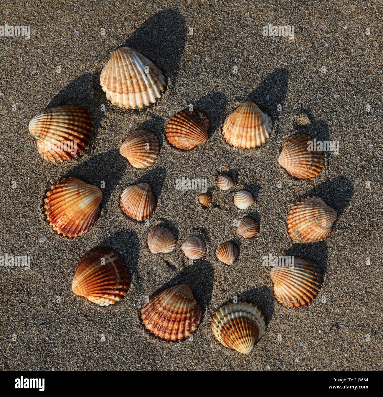 many shells of the same type that form a spiral from the smallest to ...