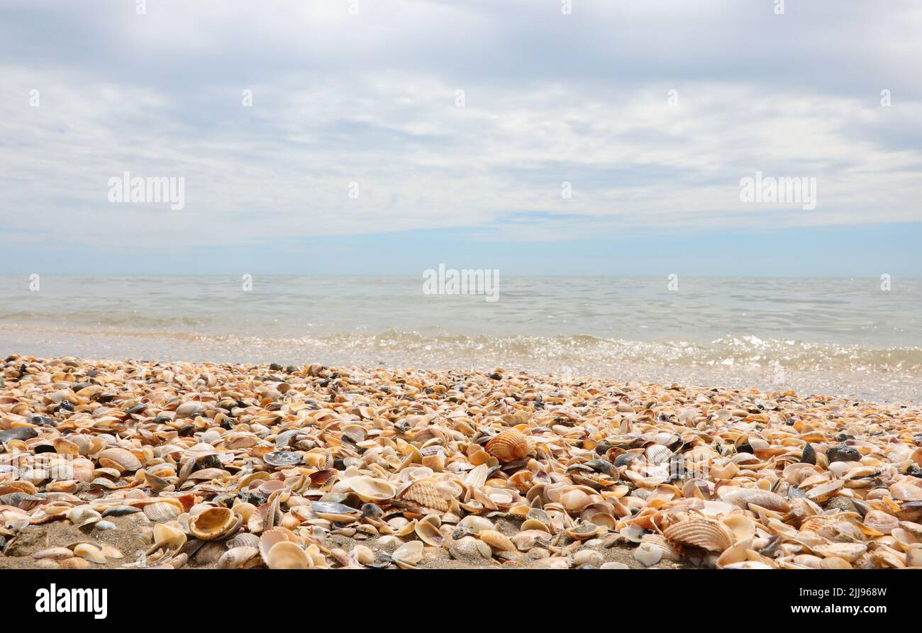 tropical background with the sea the sky the clouds lots of shells on ...