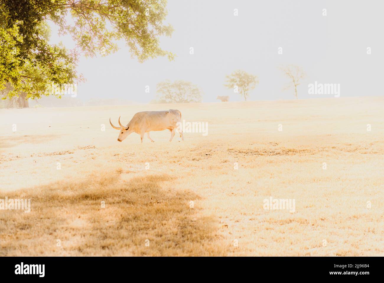 Out to Pasture Stock Photo - Alamy