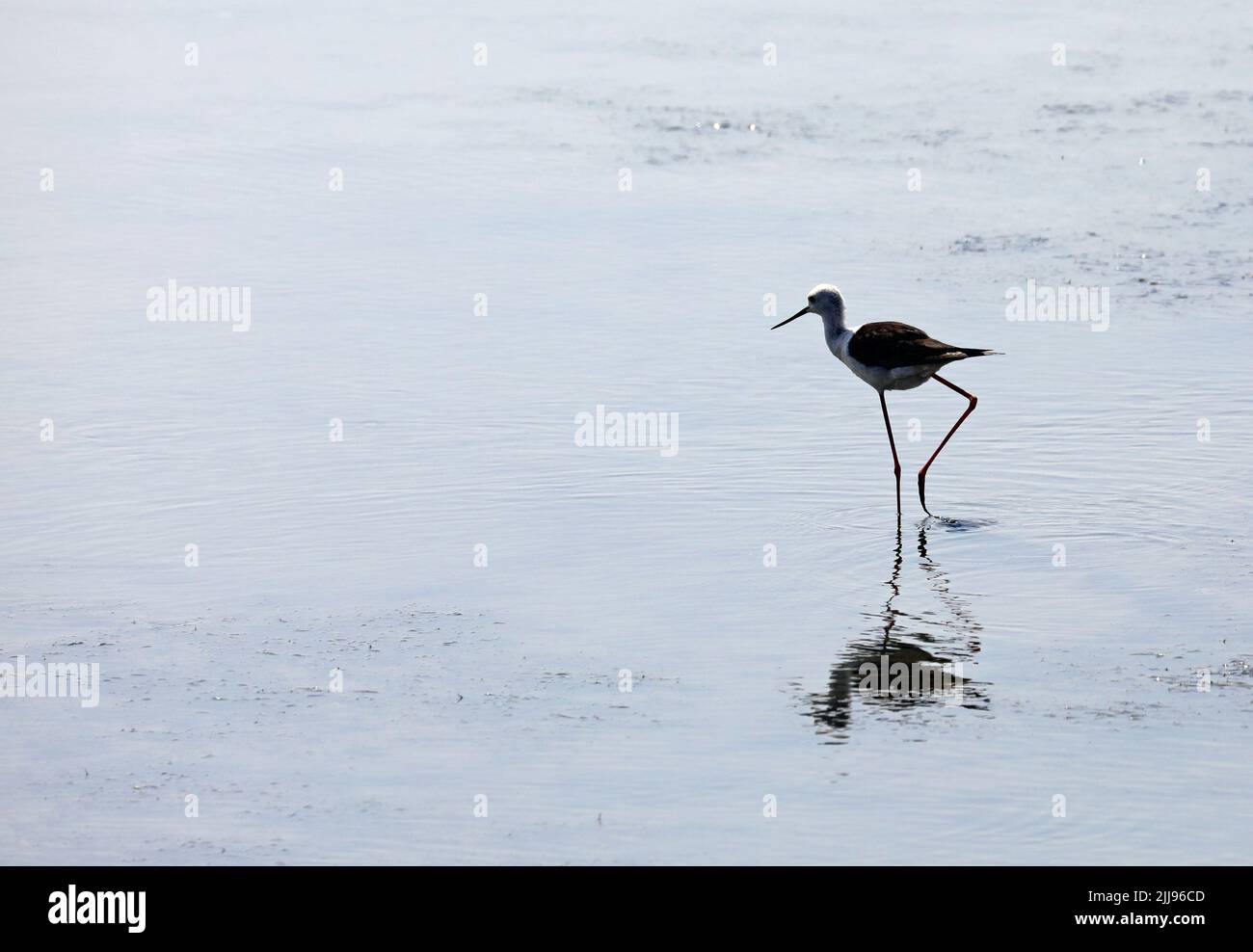 bird called black-winged stilt or Himantopus himantopus is a long ...