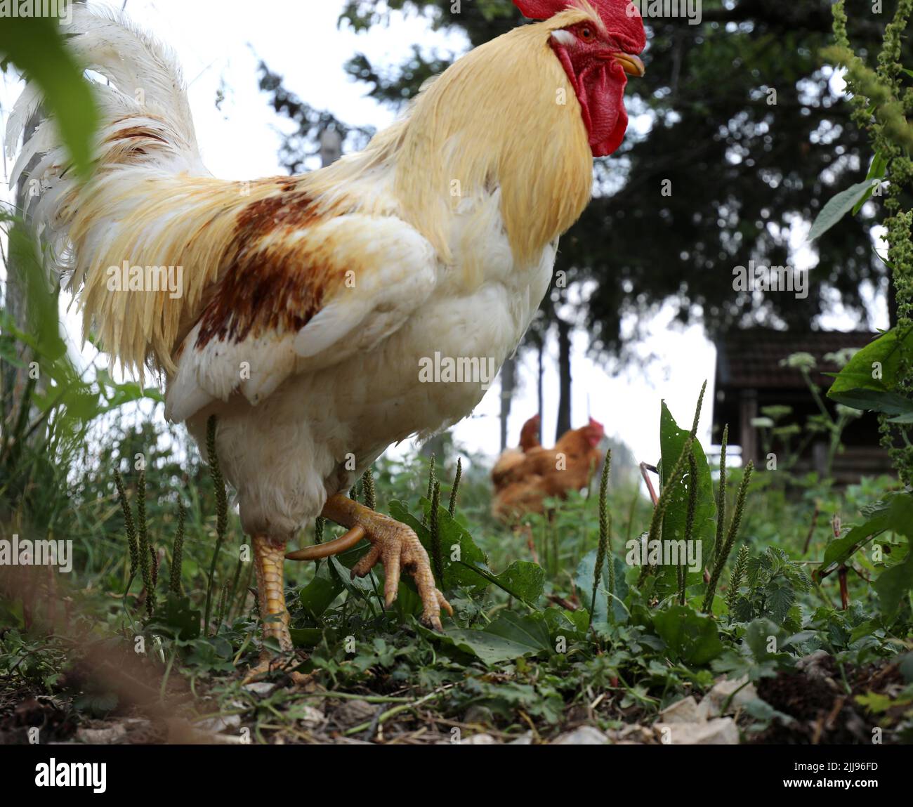 big rooster in the chicken coop photographed from below checking the hens Stock Photo - Alamy