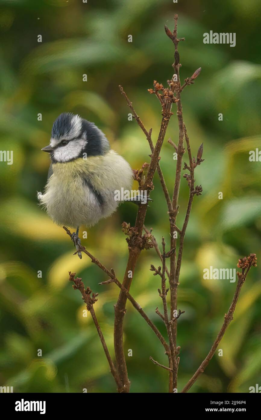 A closeup shot of a blue tit bird perched on a thin branch looking to ...