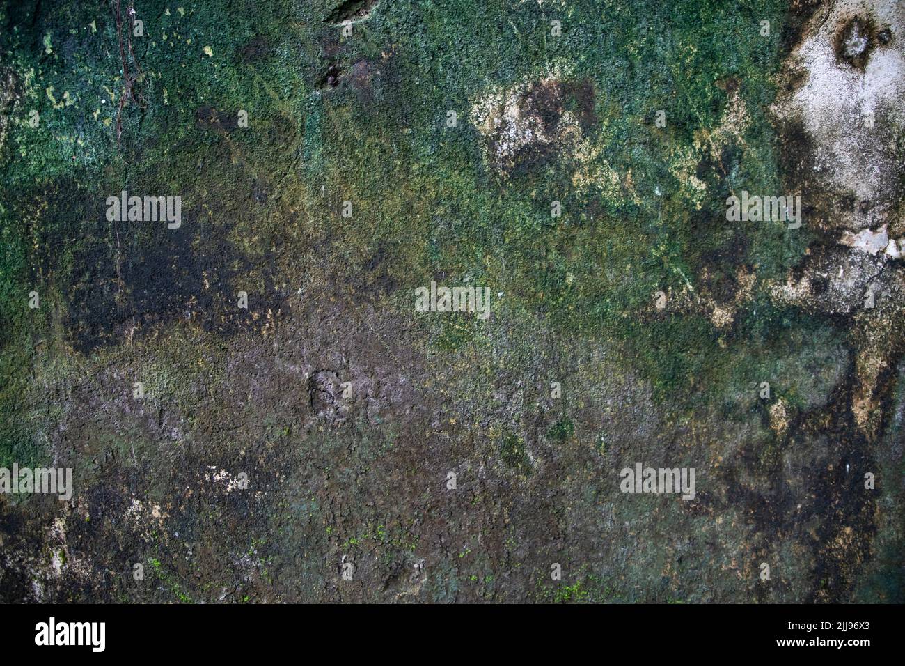 Fungi Green Moss Texture abstract background concrete wall. Rusty ...