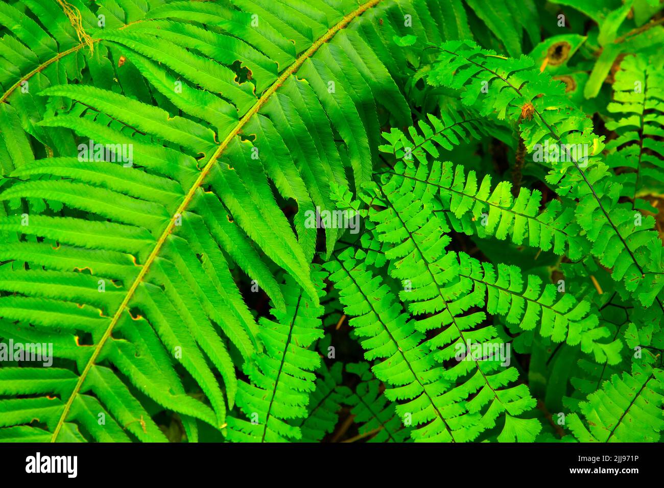 Western sword fern (Polystichum munitum) and Five-fingered fern along ...