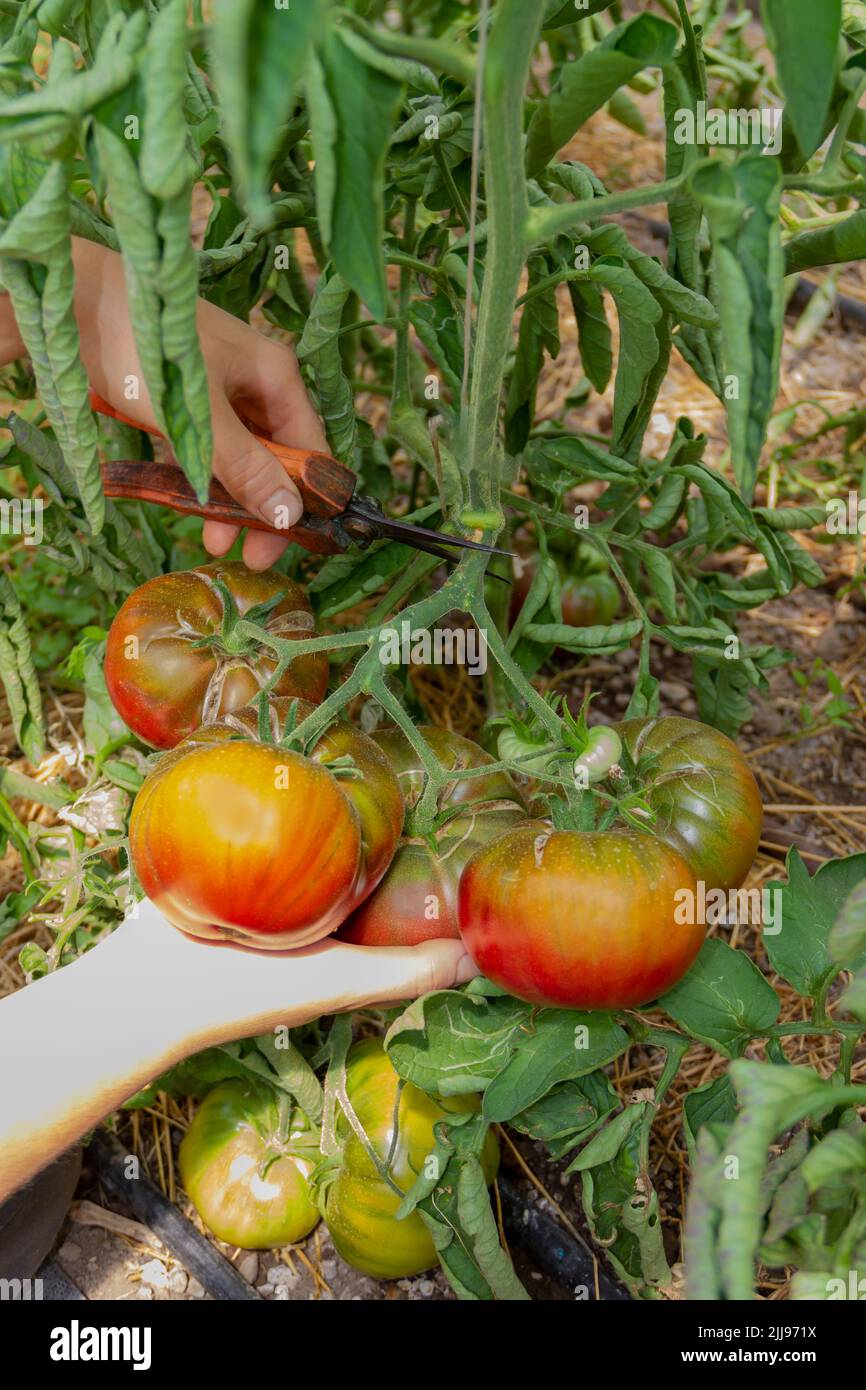 The farmer's hands harvest several tomatoes of the Muchamiel variety in ...