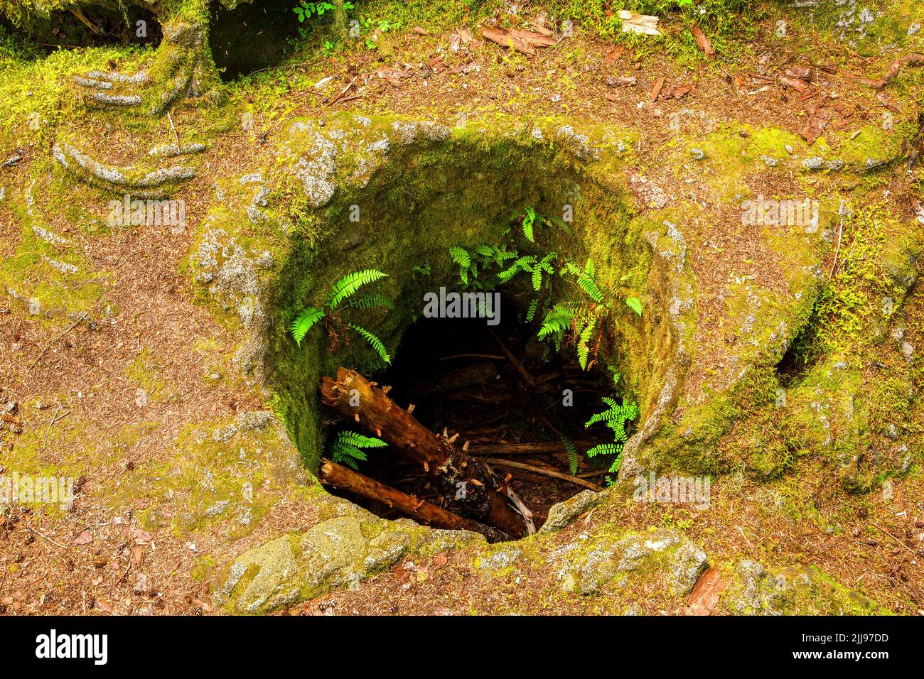 Tree cast along Trail of Two Forests, Mt St Helens National Volcanic ...