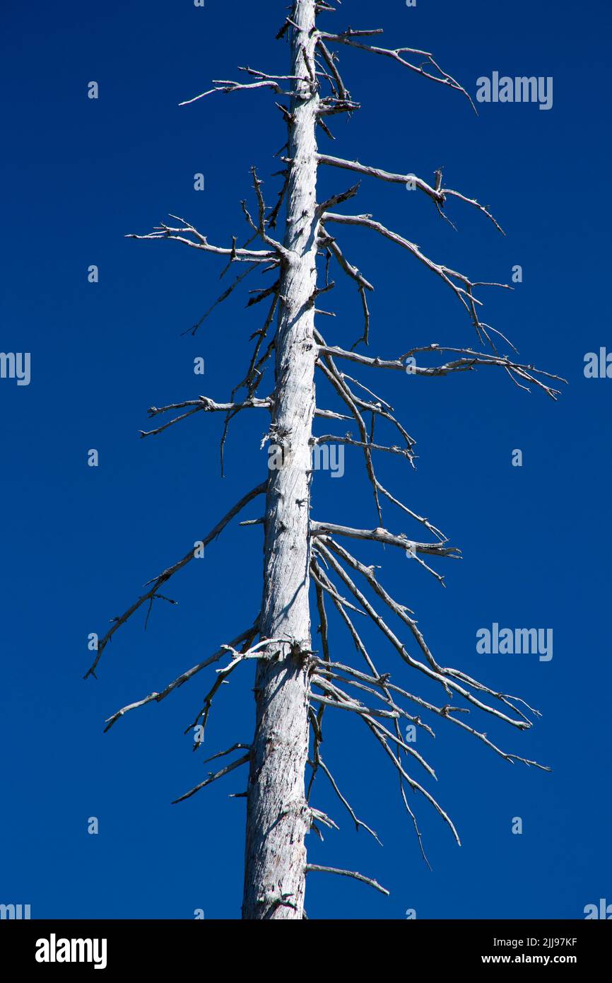 Fir snag, Mt St Helens National Volcanic Monument, Washington Stock ...
