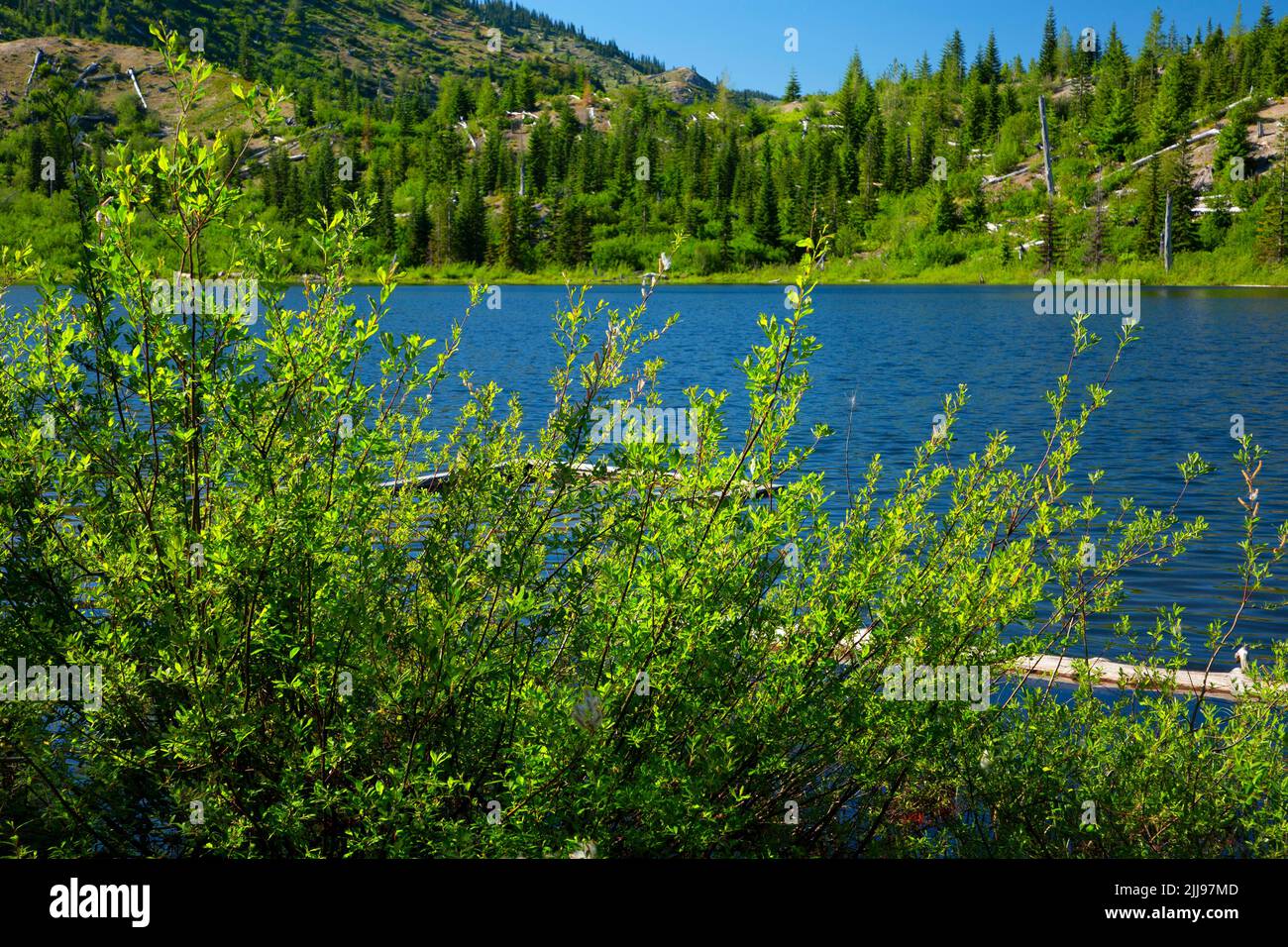 Meta Lake, Mt St Helens National Volcanic Monument, Washington Stock ...