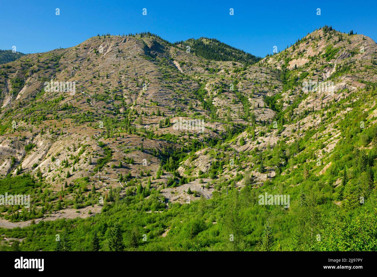 Recovering forest, Mt St Helens National Volcanic Monument, Washington ...