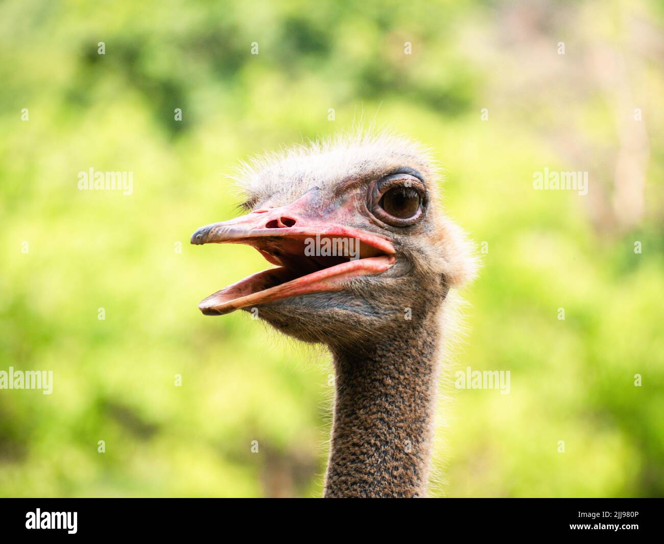 Close up Ostrich head. Wild birds Portrait over blur green background ...