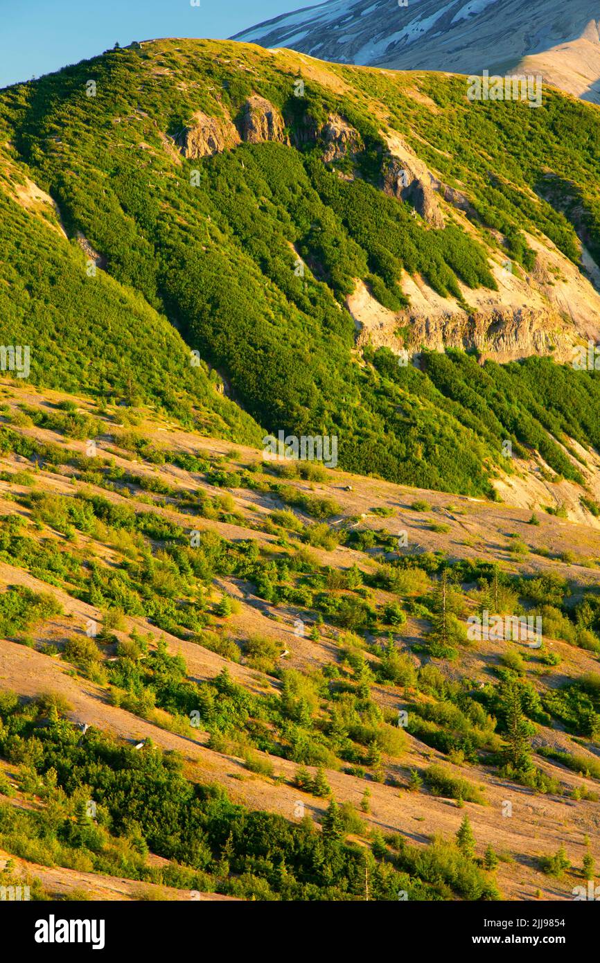 Recovering forest at Windy Ridge, Mt St Helens National Volcanic ...