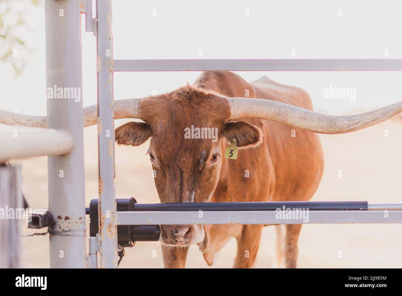 Out to Pasture Stock Photo - Alamy