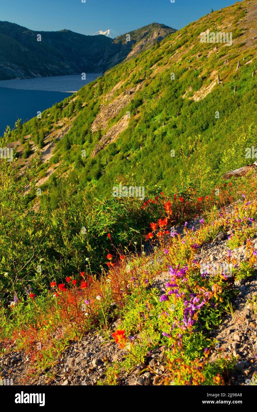 Spirit Lake from Windy Ridge, Mt St Helens National Volcanic Monument ...