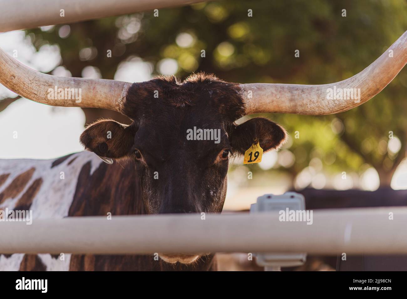 Out to Pasture Stock Photo - Alamy