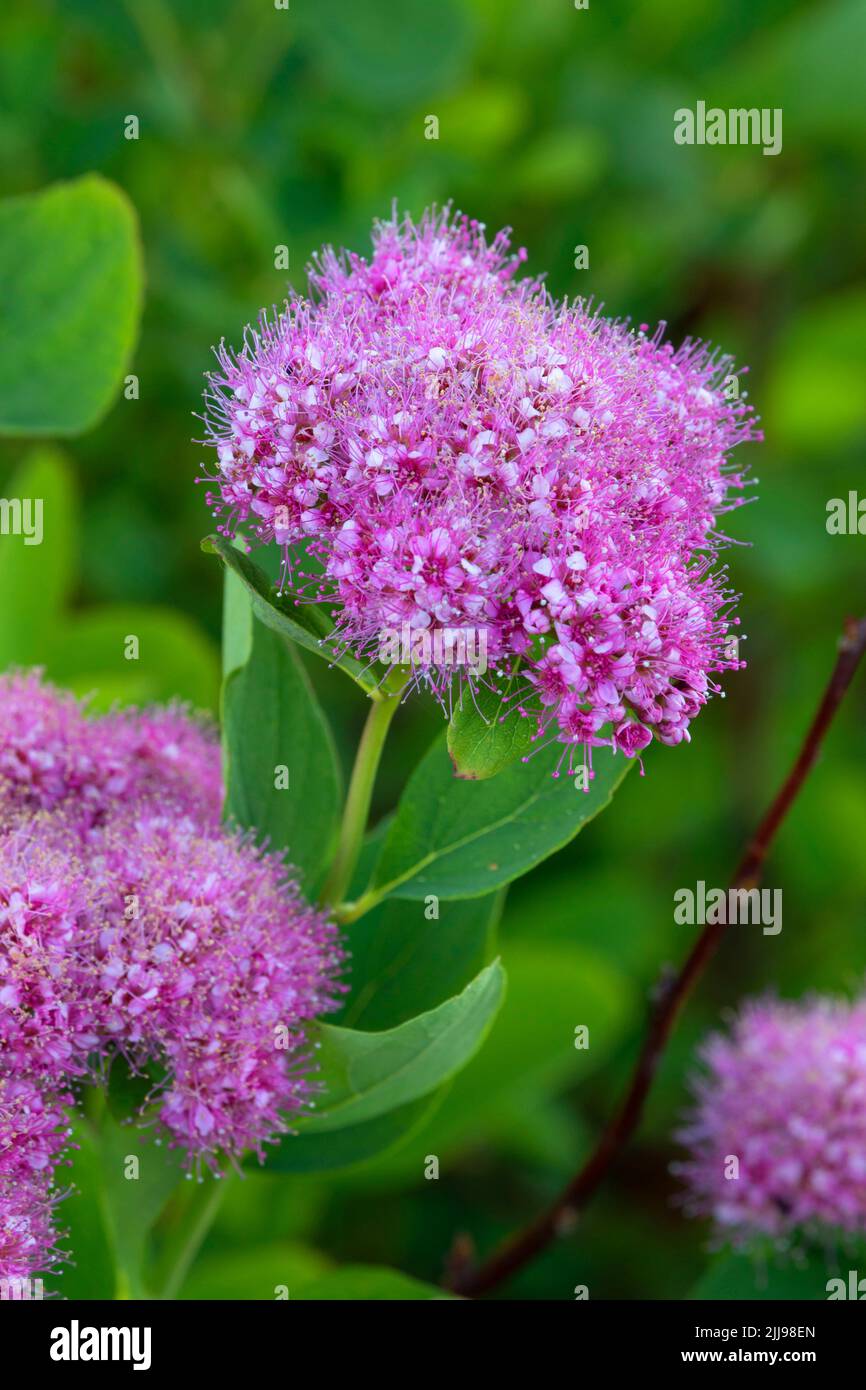 Rosy spiraea (Spiraea splendens) along Boundary Trail, Mt St Helens ...