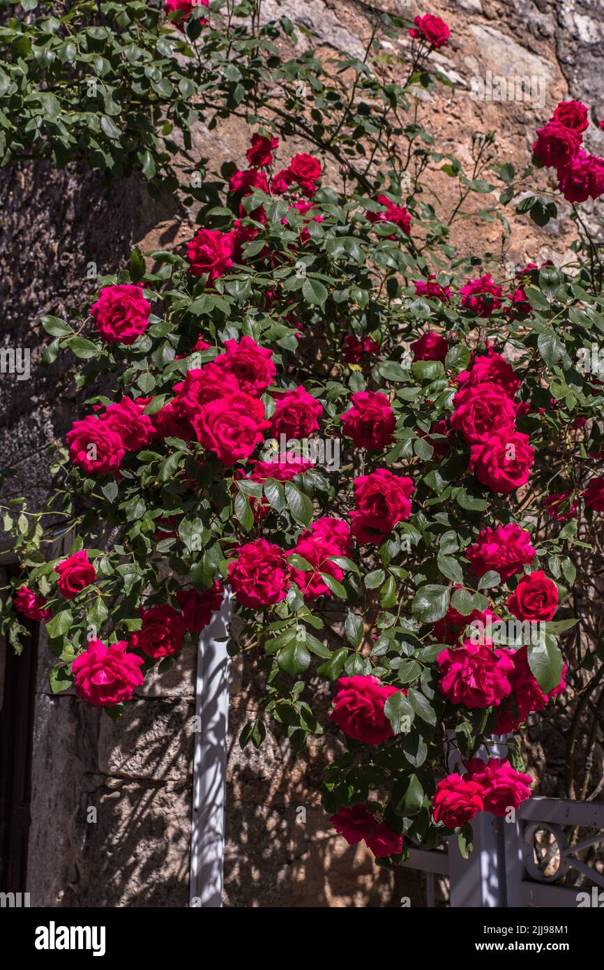 Philippe rosier hi-res stock photography and images - Alamy