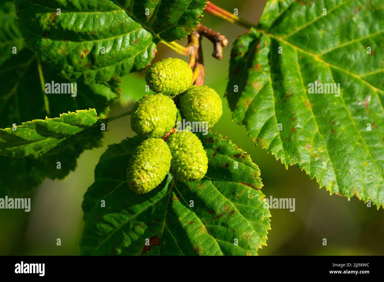 Red alder (Alnus rubra) cones at Johnston Ridge, Mt St Helens National ...