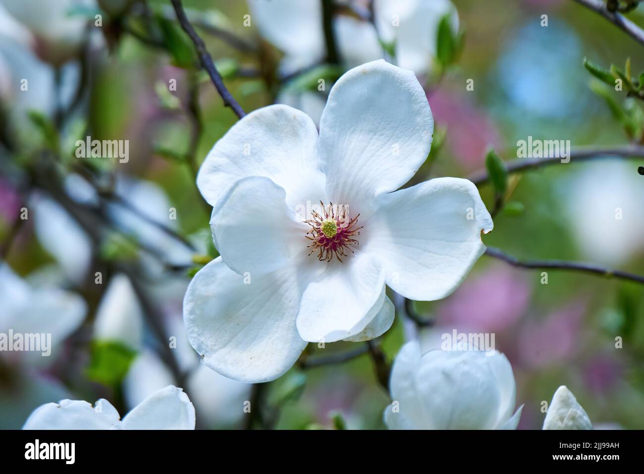 Yulan magnolia or lilytree ( Magnolia denudata ). Official city flower ...