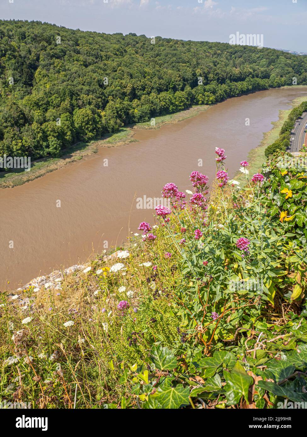 Wildflowers growing on the cliff edge of the Avon Gorge at Sea Walls on ...