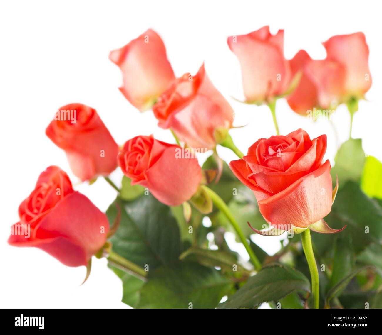 Red rose flower with clipping path, side view. Beautiful roses on stem ...