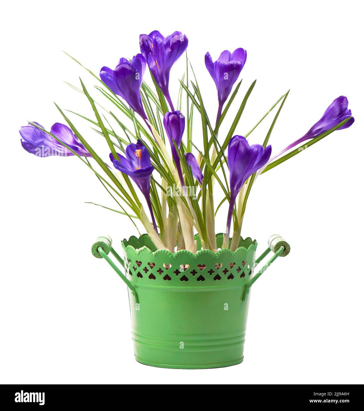 Crocuses bloom in flower Cut Out Stock Images & Pictures - Alamy